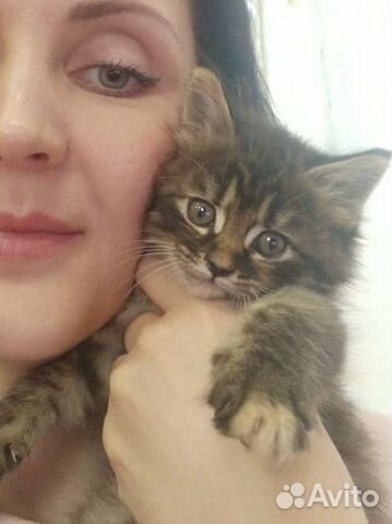 Котенок мальчик бесплатно