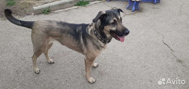 Немецкая овчарка