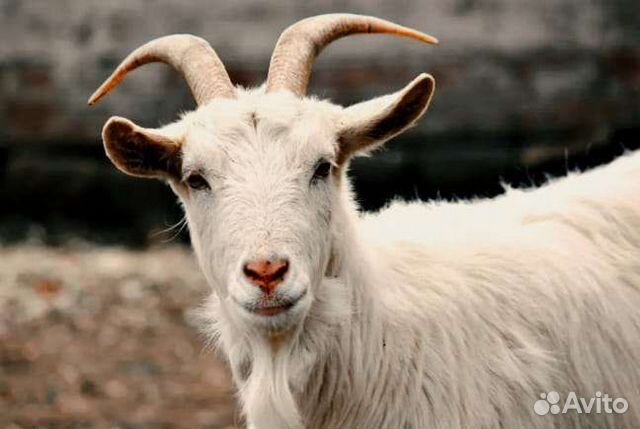 Коза с козлятами