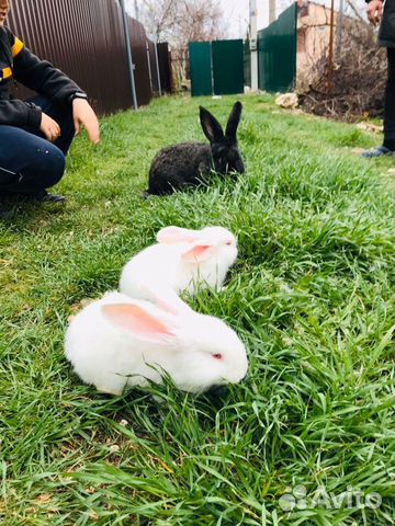 Кролики великаны