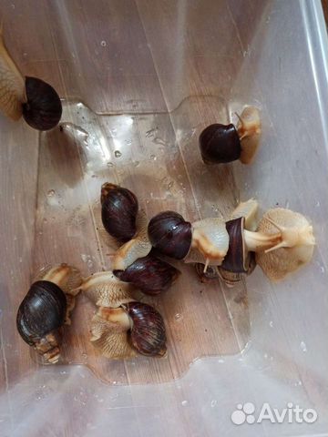 Улитки ахатины