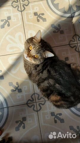 Кот в добрые руки