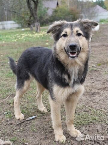 Очаровательная собака Чили ищет хозяина