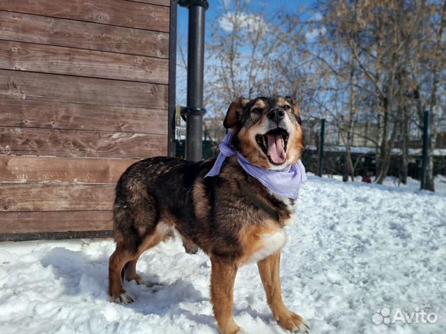 Собака сидит за решеткой