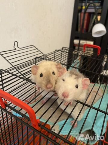 Декоративные крысы в добрые руки
