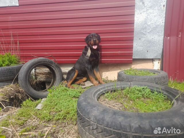 Ротвейлер вязка