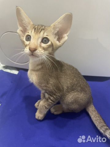 Ориентальный котик