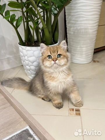 Британский длинношеостный золотой кот
