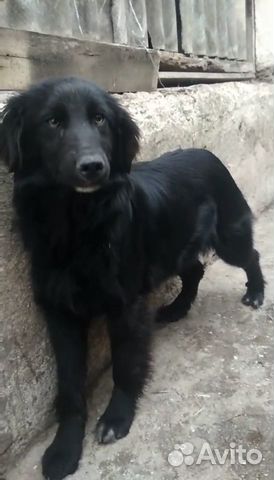 Щенок Шарль