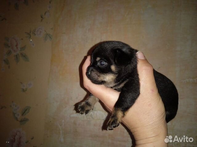 Крохотный декоративный щенок ищет хозяина