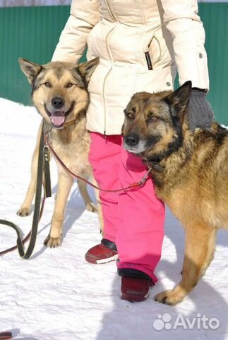 Собака в добрые руки