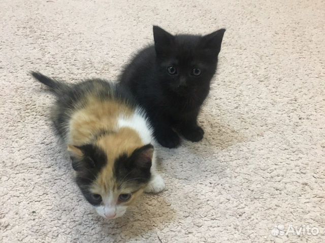 Котята мальчик и девочка