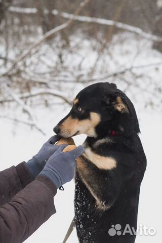 Собака в добрые руки