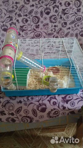 Хомяк сирийский, самка, возраст пару месяцев