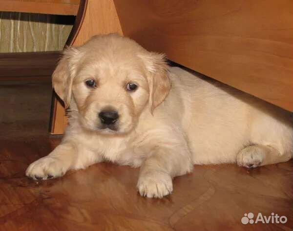 Золотистый ретривер
