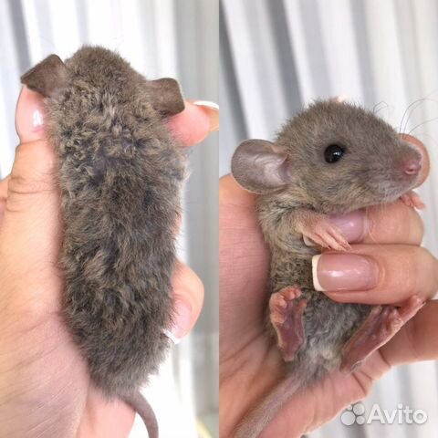 Крысята дамбо девочка. Крыса. Вельветин