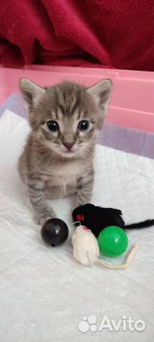 Кошка и ее котенок в добрые руки