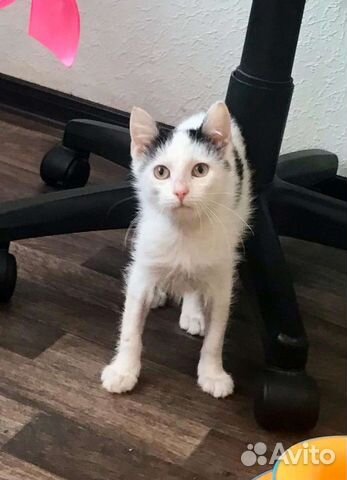 Котенок в добрые руки