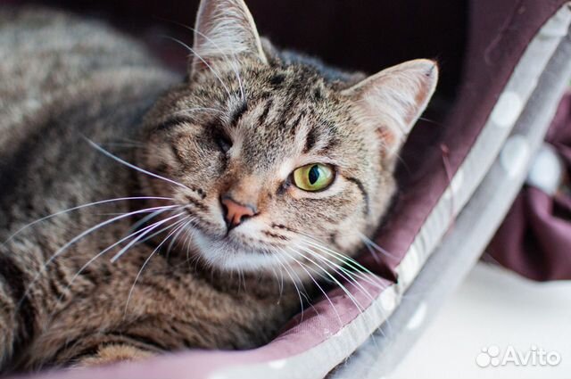 Одноглазая кошка Буся