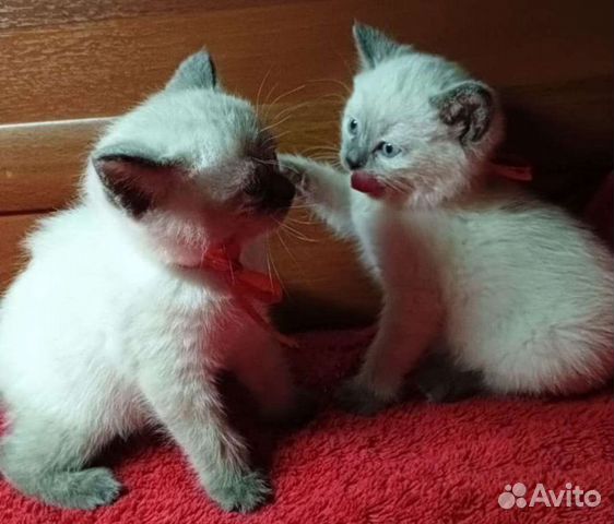 Сиамские котята