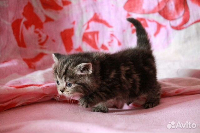 Котятки шотландцы