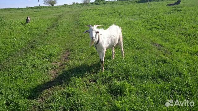 Козел зааненский \нубийский
