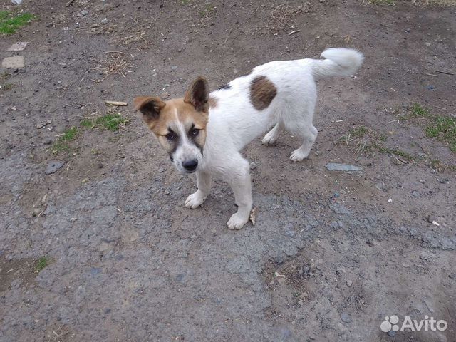 Помесь Алабай и Лайка