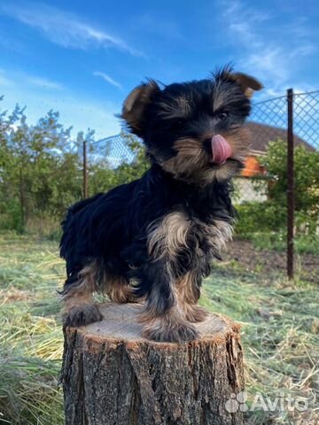 Йоркширский терьер щенки