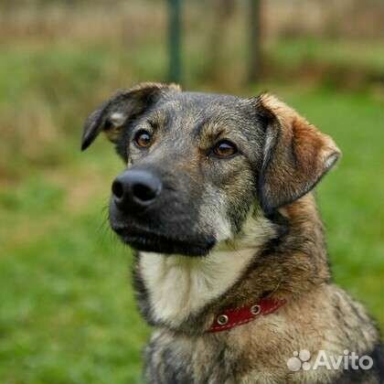 Умеет делать "крокодилу". Собака Шерри