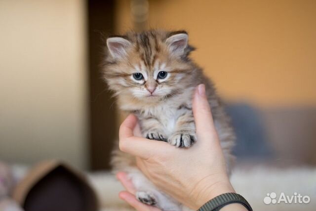 Породистая кошечка