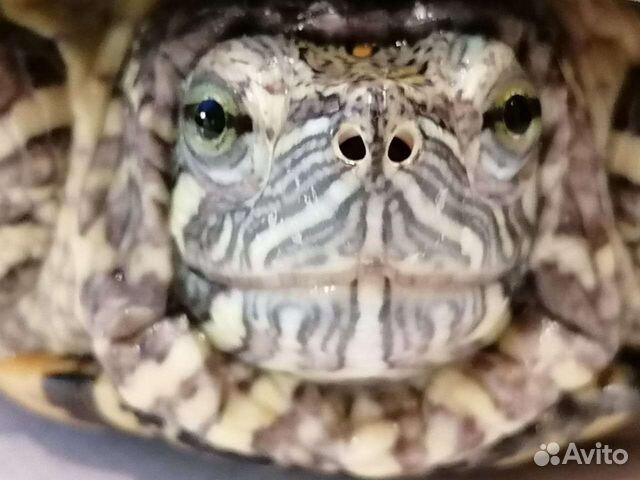 Красноухая черепаха с аквариумом (9 лет, мальчик)