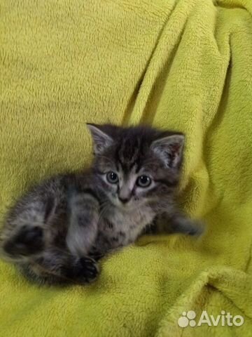 Кошка