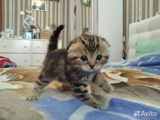 Шотландский мраморный котенок