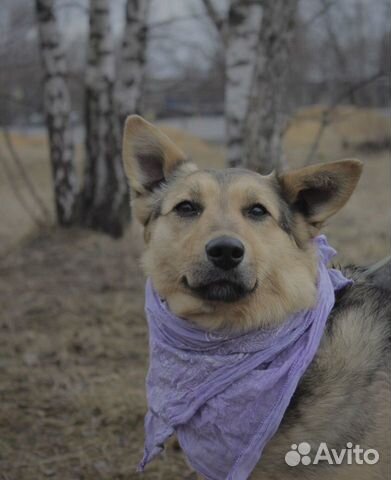 Собака из приюта девочка