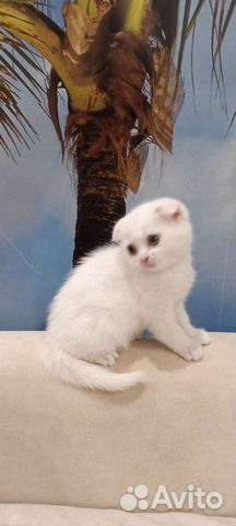 Шотландские белоснежные котята