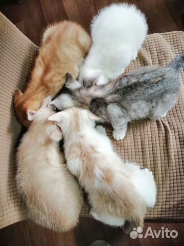 Британо-шотланские котята