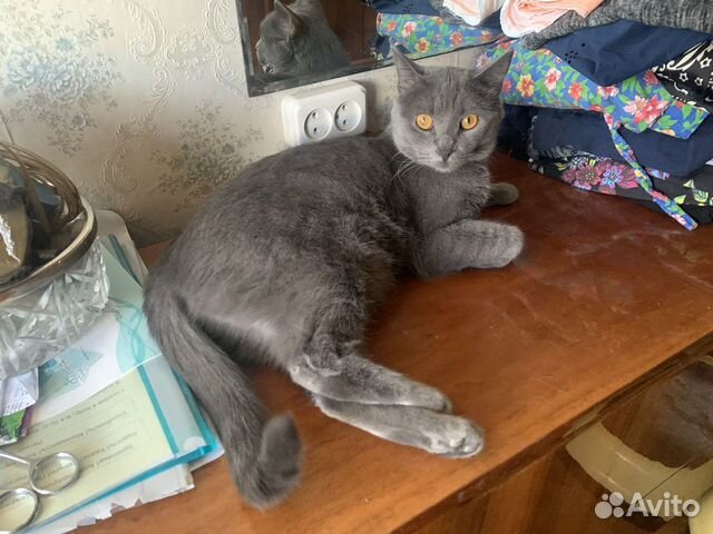 Кошка Мерлин, типаж русской голубой