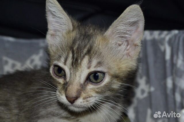 Котенок Кнопочка в добрые руки