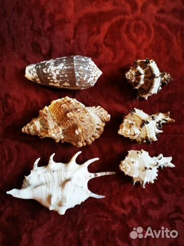 Набор ракушек