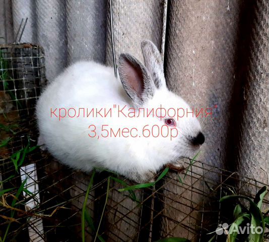 Кролики мясных пород