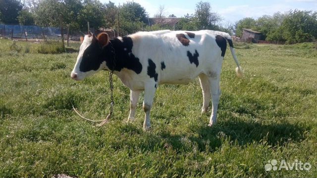 Тёлка 2 года