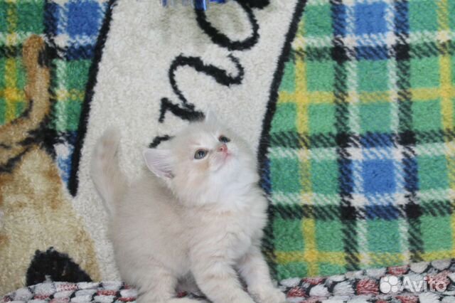 Британский котик
