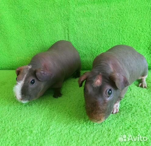 Морские свинки скинни пара