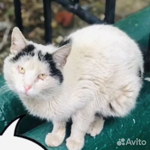 Зверята нуждаются в вашей помощи