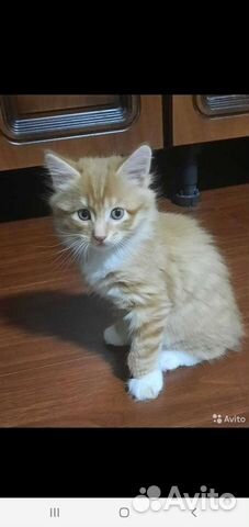 Котята курильский бобтейл