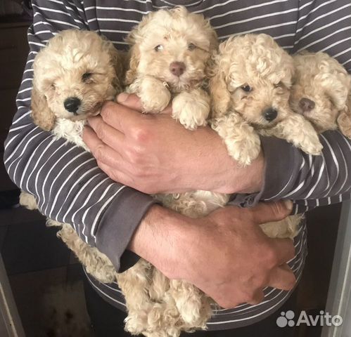 Антиаллергенные пуделята ждут любящих хозяеевов