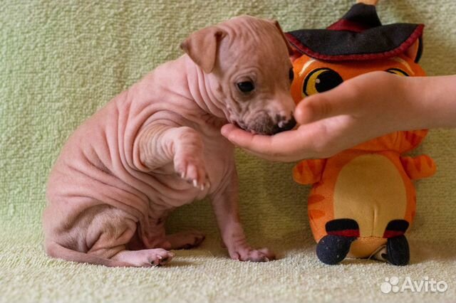 Американский голый терьер