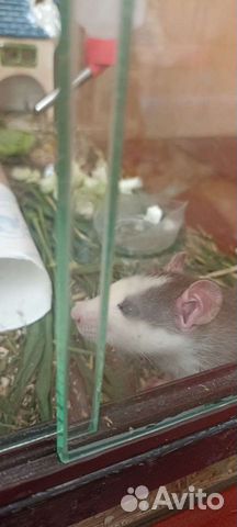 Отдам ручную крысу в добрые руки