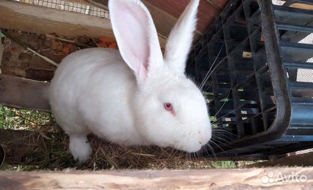 Случка с восьмимесячным паноном