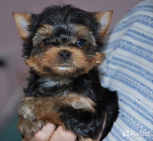 Йоркширский терьер мини щенки мальчик- Волли